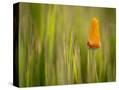 'California Poppy in Grass, Paso Robles, California, Usa' Photographic ...