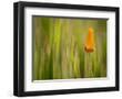 'California Poppy in Grass, Paso Robles, California, Usa' Photographic ...