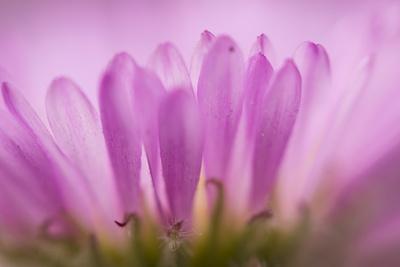 'California Poppy in Grass, Paso Robles, California, Usa' Photographic ...