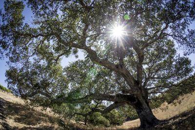 'California Poppy in Grass, Paso Robles, California, Usa' Photographic ...