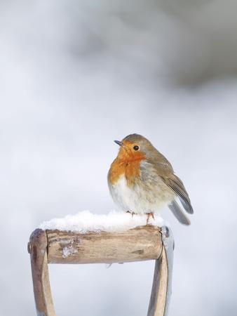 'Robin on Spade Handle in Snow' Photographic Print | AllPosters.com