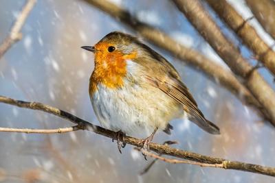 'Robin with fluffed up feathers perched in tree in falling snow ...