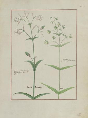 'Ms Fr. Fv VI #1 Fol.133V Illustration from 'The Book of Simple ...