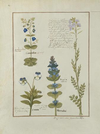 'Ms Fr. Fv VI #1 Fol.141V Illustration from the 'Book of Simple ...