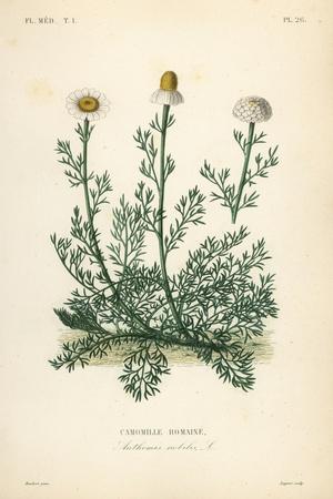 'Roman Camomile or Camomille, Chamaemelum Nobile, Anthemis Nobilis ...