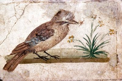 'Roman wall painting of Jay from Boscoreale near Pompeii, 1st century ...