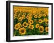 'Field of Sunflowers' Photographic Print - Ron Watts | AllPosters.com