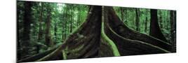 'Roots of a Giant Tree, Daintree National Park, Queensland, Australia ...