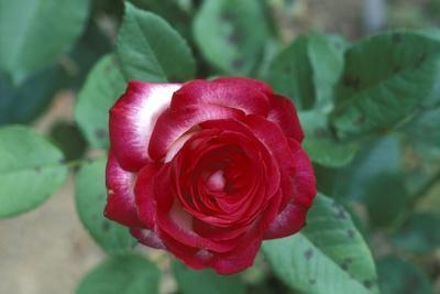 'Rosa “Fair Lady”' Giclee Print | AllPosters.com