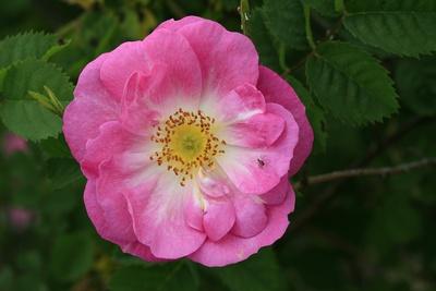 'Rosa “Janet's Pride”' Giclee Print | AllPosters.com