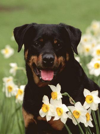 'Rottweiler Dog Amongst Daffodils, USA' Photographic Print - Lynn M ...