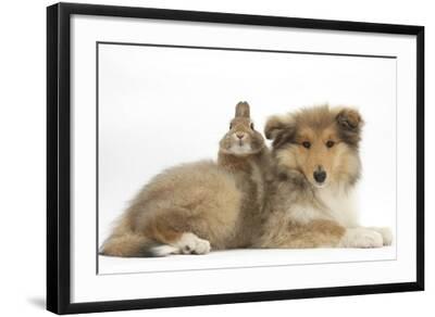 'Rough Collie Puppy, 14 Weeks, with Sandy Netherland Dwarf-Cross Rabbit ...