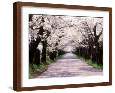 'Row of Cherry Trees' Photographic Print | AllPosters.com