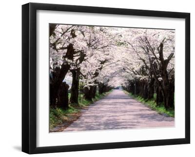 'Row of Cherry Trees' Photographic Print | AllPosters.com