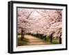 'Row of Cherry Trees' Photographic Print | AllPosters.com