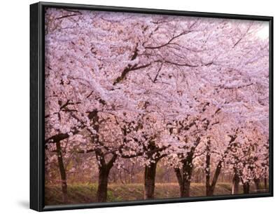 'Row of Cherry Trees' Photographic Print | AllPosters.com