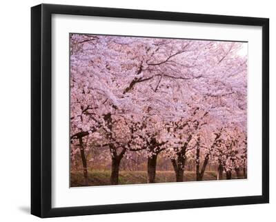 'Row of Cherry Trees' Photographic Print | AllPosters.com