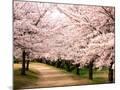 'Row of Cherry Trees' Photographic Print | AllPosters.com