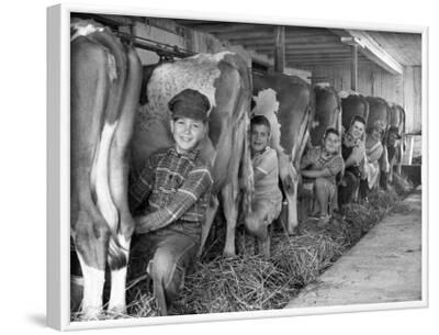 'Row of Cows' Rumps, with Fat Cheeked Family of Six Milking Them, in ...