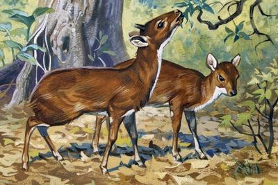 'Royal Antelope (Neotragus Pygmaeus), Bovidae' Giclee Print ...