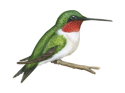 'Ruby-Throated Hummingbird (Archilochus Colubris), Birds' Posters ...