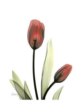 'Ruby Tulip' Prints - Albert Koetsier | AllPosters.com