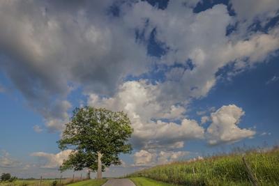 Rural road beneath stately tree, Oldham County, Kentucky Photographic ...