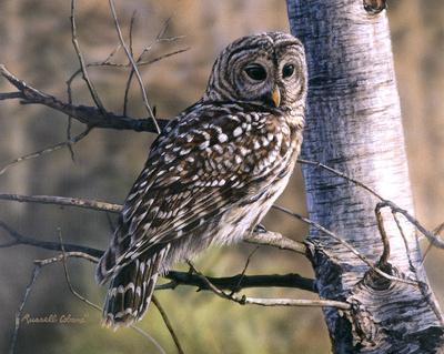 'Majestic Barred Owl' Giclee Print - Russell Cobane | AllPosters.com