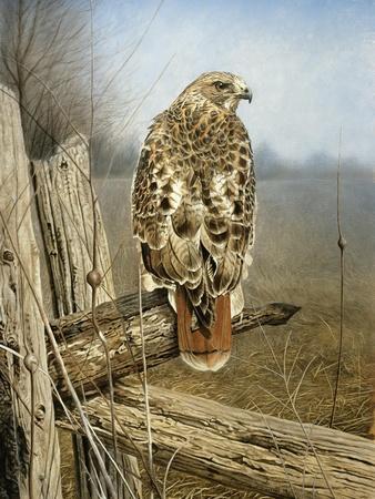 Red Tailed Hawk Giclee Print - Rusty Frentner | AllPosters.com