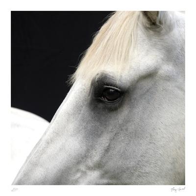 'Sabino' Collectable Print - Ray Hartl | AllPosters.com