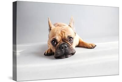 'Sad Frenchie' Stretched Canvas Print - Susan Sabo | AllPosters.com