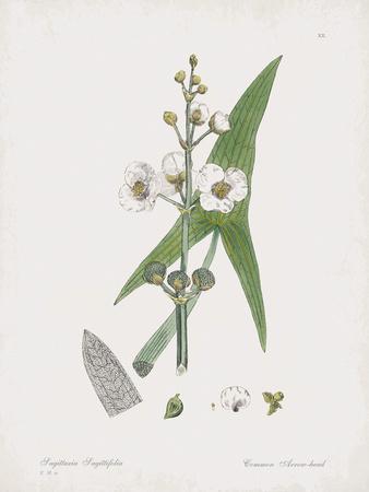 'Sagittaria Sagittifolia' Giclee Print - James Sowerby | AllPosters.com