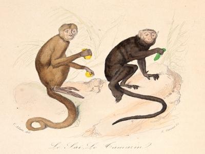 Saï and Tamarind, 18Th Century (Engraving) Giclee Print | AllPosters.com