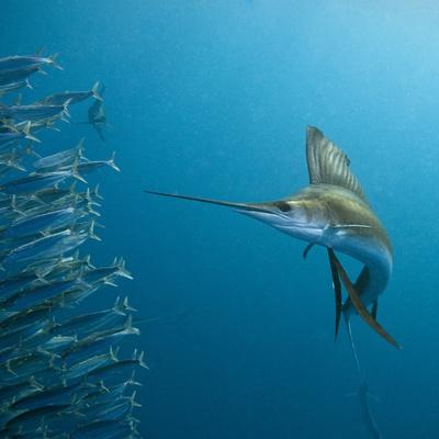 'Sailfish feeding on Brazilian sardines' Photographic Print - Stuart ...