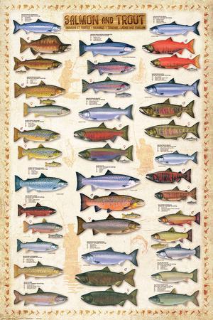 'Salmon and Trout Educational Poster' Posters | AllPosters.com