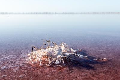 Salt crystals in pink water salt lake in Ukraine, Europe. Landscape ...