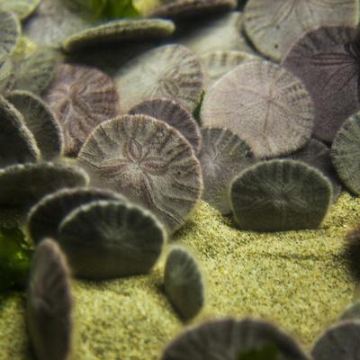 'Sand Dollar, Dendraster Excentricus' Photographic Print - Richard T ...