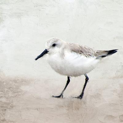 'Sandpiper 2' Prints - Kimberly Allen | AllPosters.com