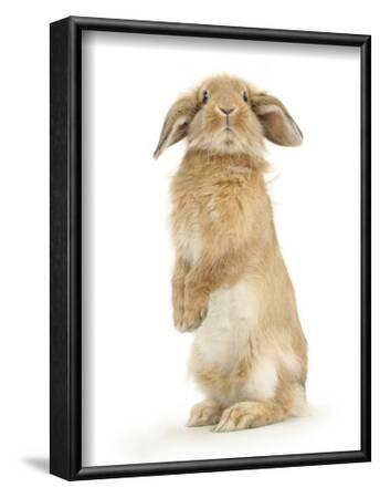 'Sandy Lop Rabbit Sitting Up on its Haunches' Photographic Print - Mark ...
