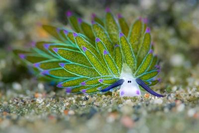 'Sap-sucking slug / Shaun the sheep slug crawling across algae on the ...