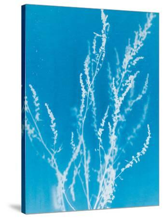 'Meadow' Stretched Canvas Print - Sarah Cheyne | AllPosters.com