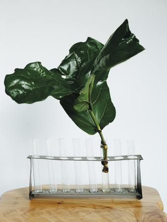 'Propagation Flourish' Giclee Print - Sarah Hart Morgan | AllPosters.com