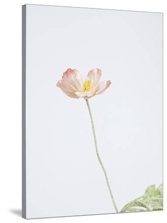 'Single Flourish - Climb' Stretched Canvas Print - Sarah Hart Morgan ...