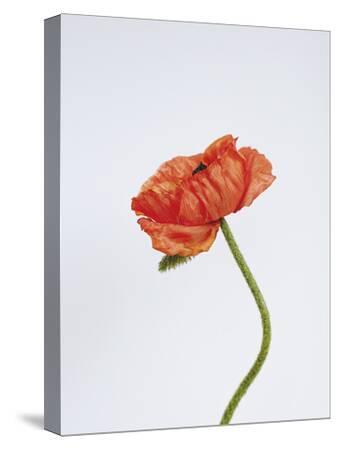 'Singular Poppy - Beauty' Stretched Canvas Print - Sarah Hart Morgan ...