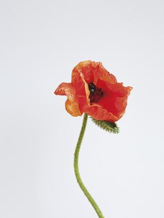 'Singular Poppy - Grace' Giclee Print - Sarah Hart Morgan | AllPosters.com