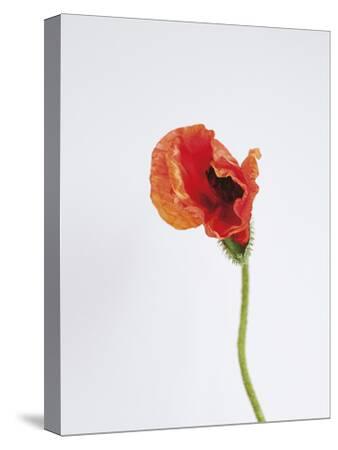'Singular Poppy - Poise' Stretched Canvas Print - Sarah Hart Morgan ...