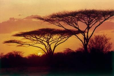 Savannah at the Edge of Mogadishu. A Splendid Sunset like an African ...