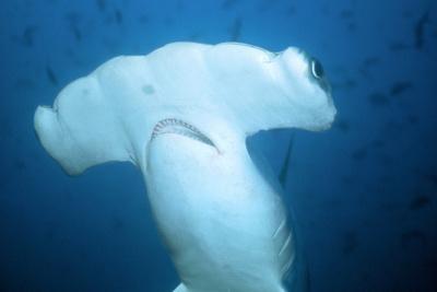 'Scalloped Hammerhead Shark Close-Up of Head' Photographic Print ...