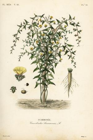 'Scammony, Convolvulus Scammonia, Scammonee' Giclee Print - Louis ...
