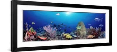 'School of Fish Swimming in the Sea' Photographic Print | AllPosters.com